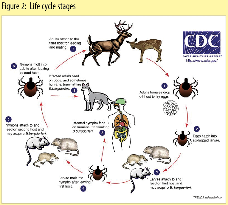The More You Know About Lyme Disease the Easier It Is to Code - AAPC ...