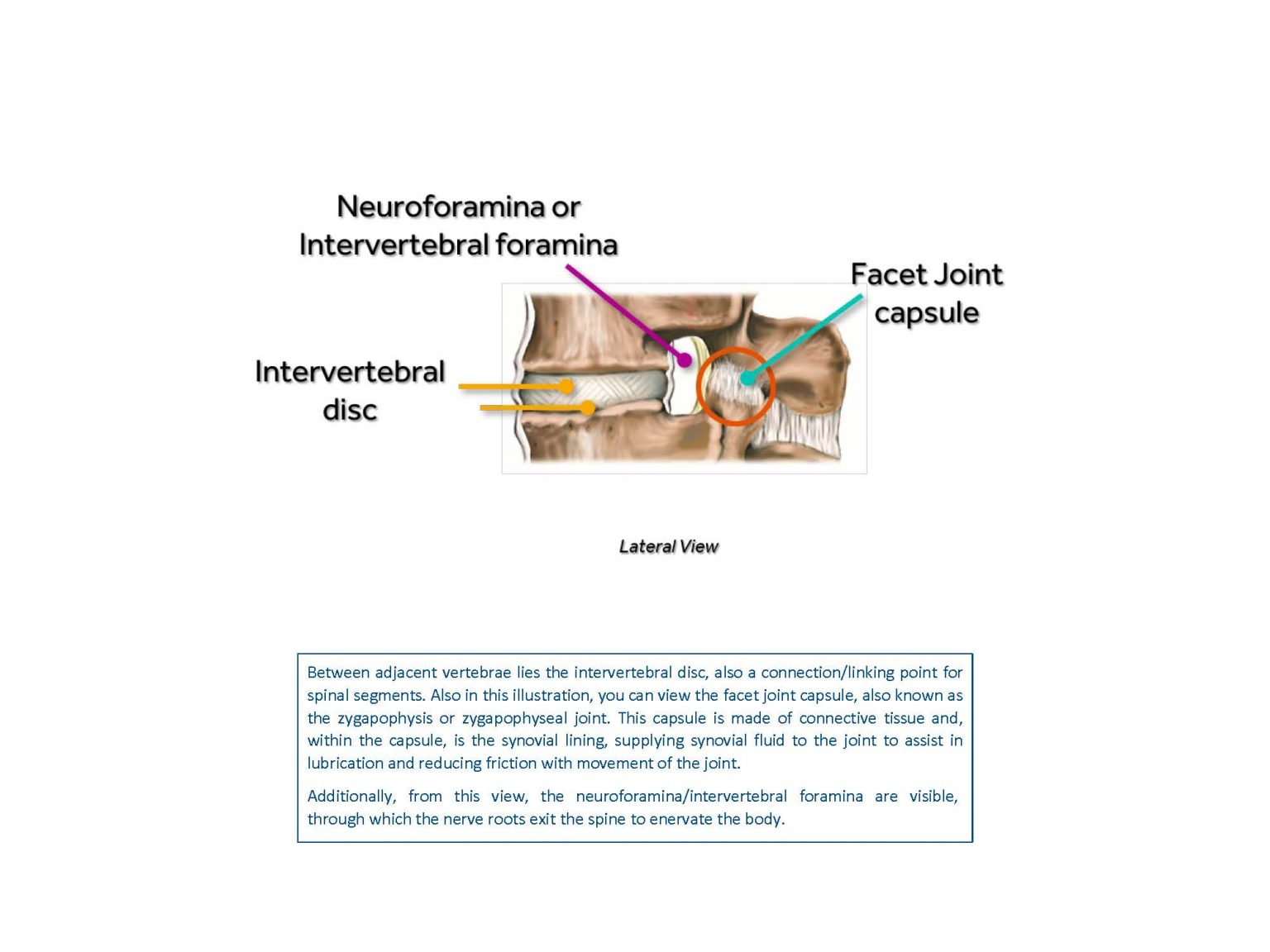 ICD-10-PCS Coding for Lumbar Spinal Fusion - AAPC Knowledge Center