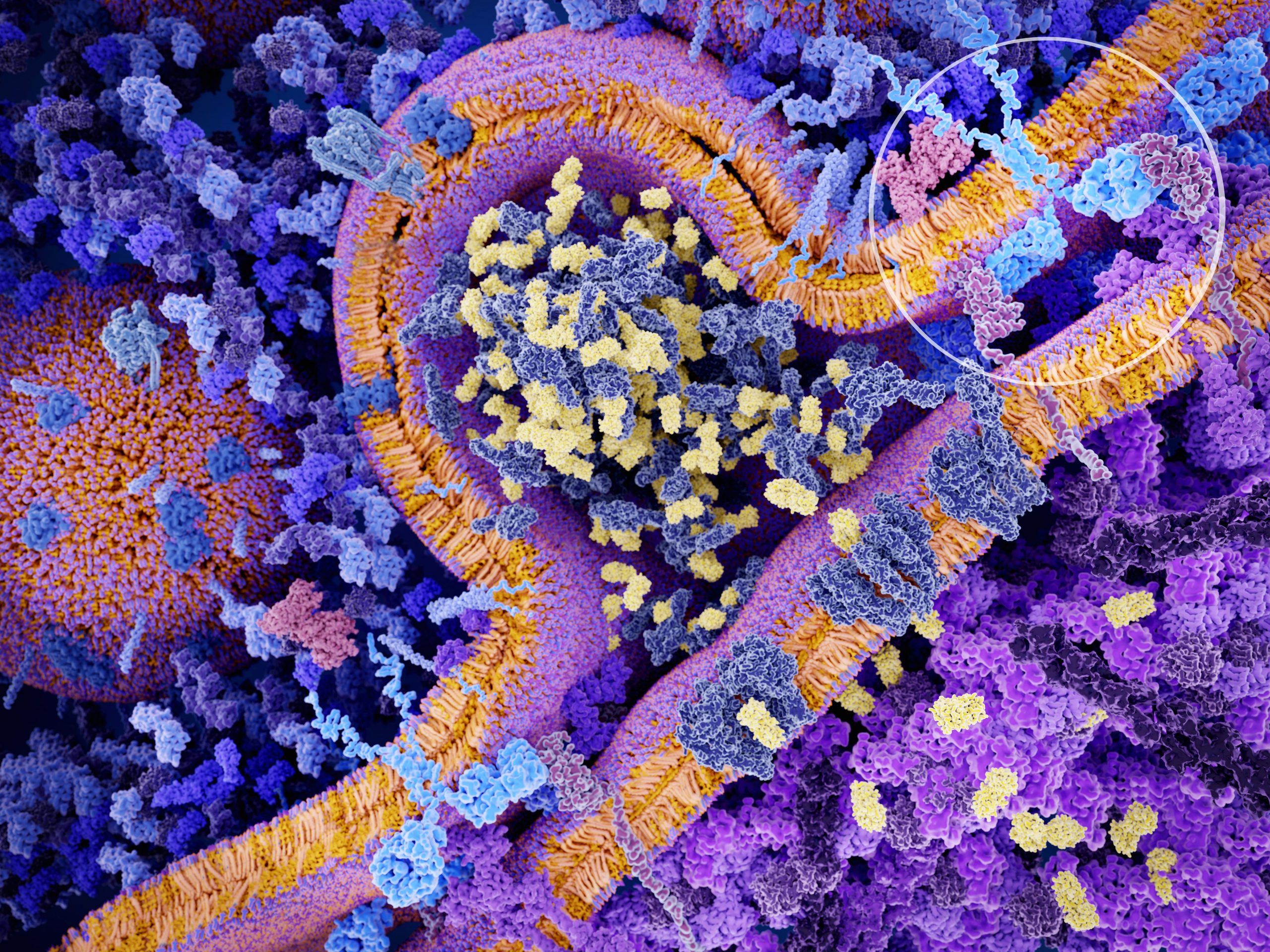 Coding CAR-T: Case Scenarios - AAPC Knowledge Center