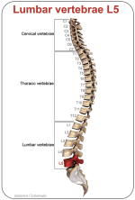 Correctly Identify Low Back Pain - AAPC Knowledge Center
