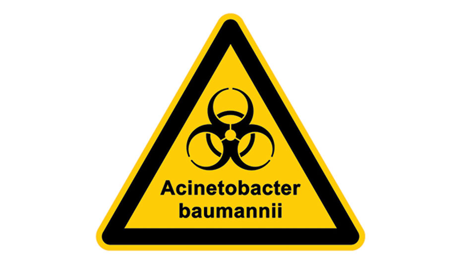 Acinetobacter Baumannii: A Growing Concern - AAPC Knowledge Center Acinetobacter Baumannii: A Growing Concern - AAPC Knowledge Center